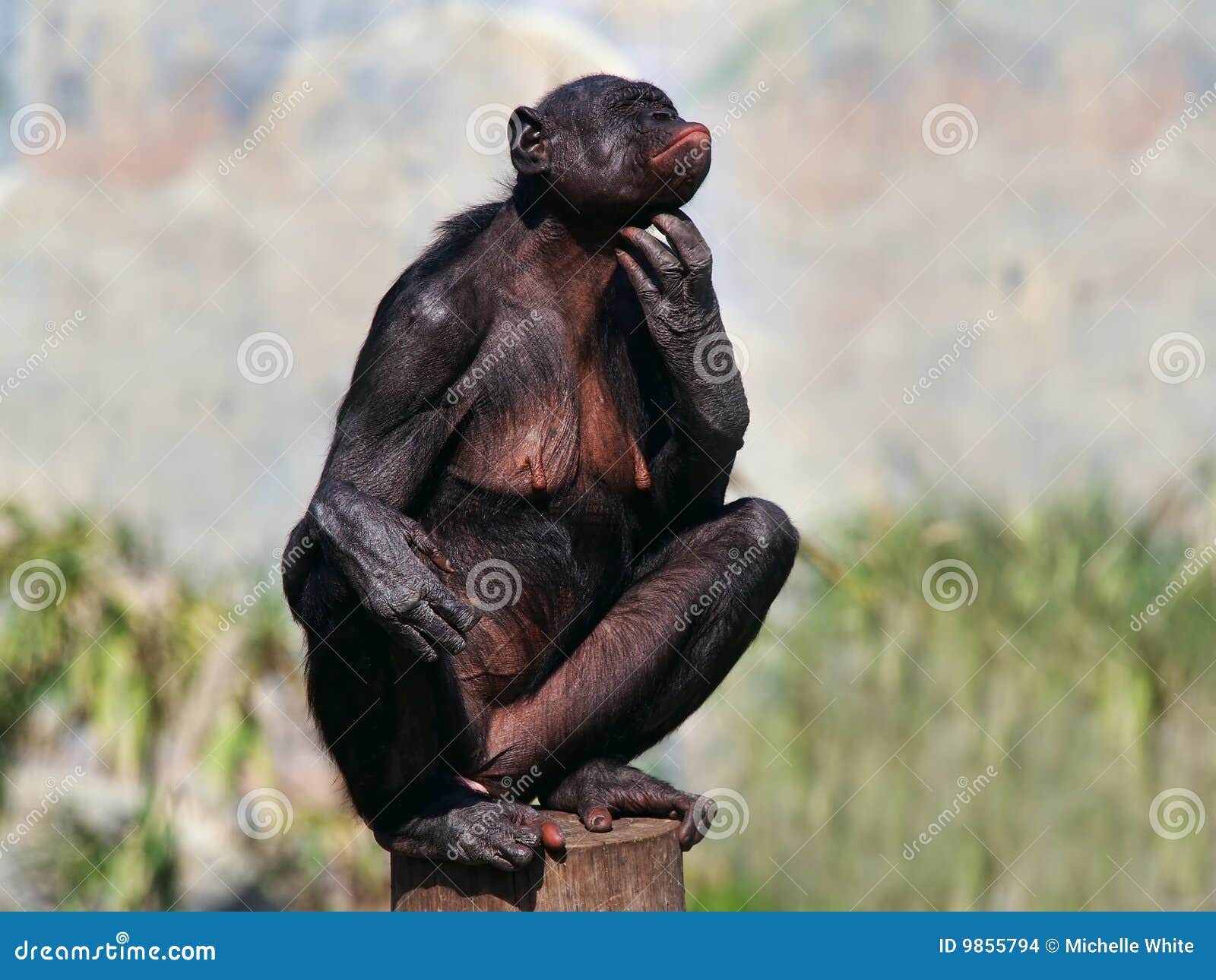 Female Bonobo Sitting And Leaning On A Shaft Stock Photo ...