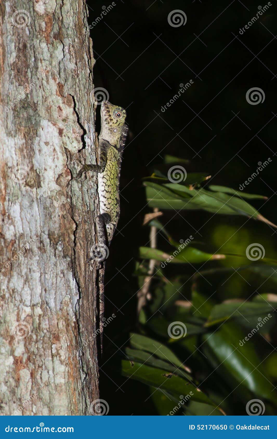Female Borneo Anglehead Lizard Stock Photo - Image of anglehea ...