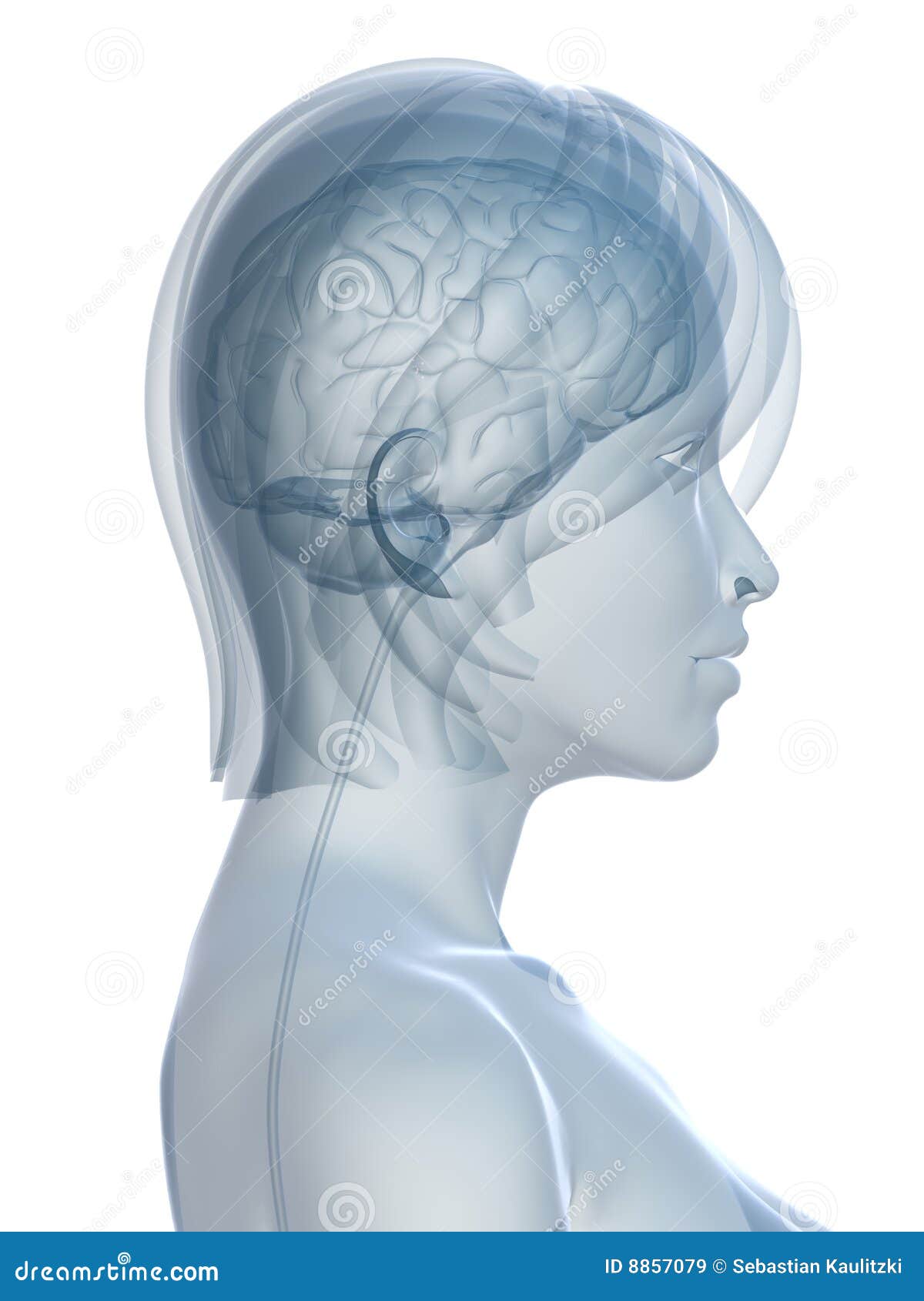 Female brain stock illustration. Illustration of neurology - 8857079