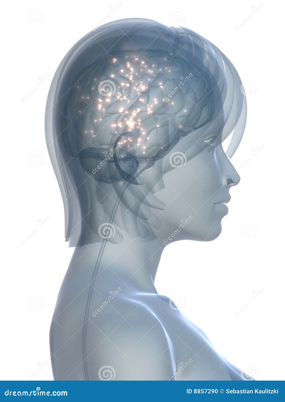 Female brain stock illustration. Illustration of medical - 8857290