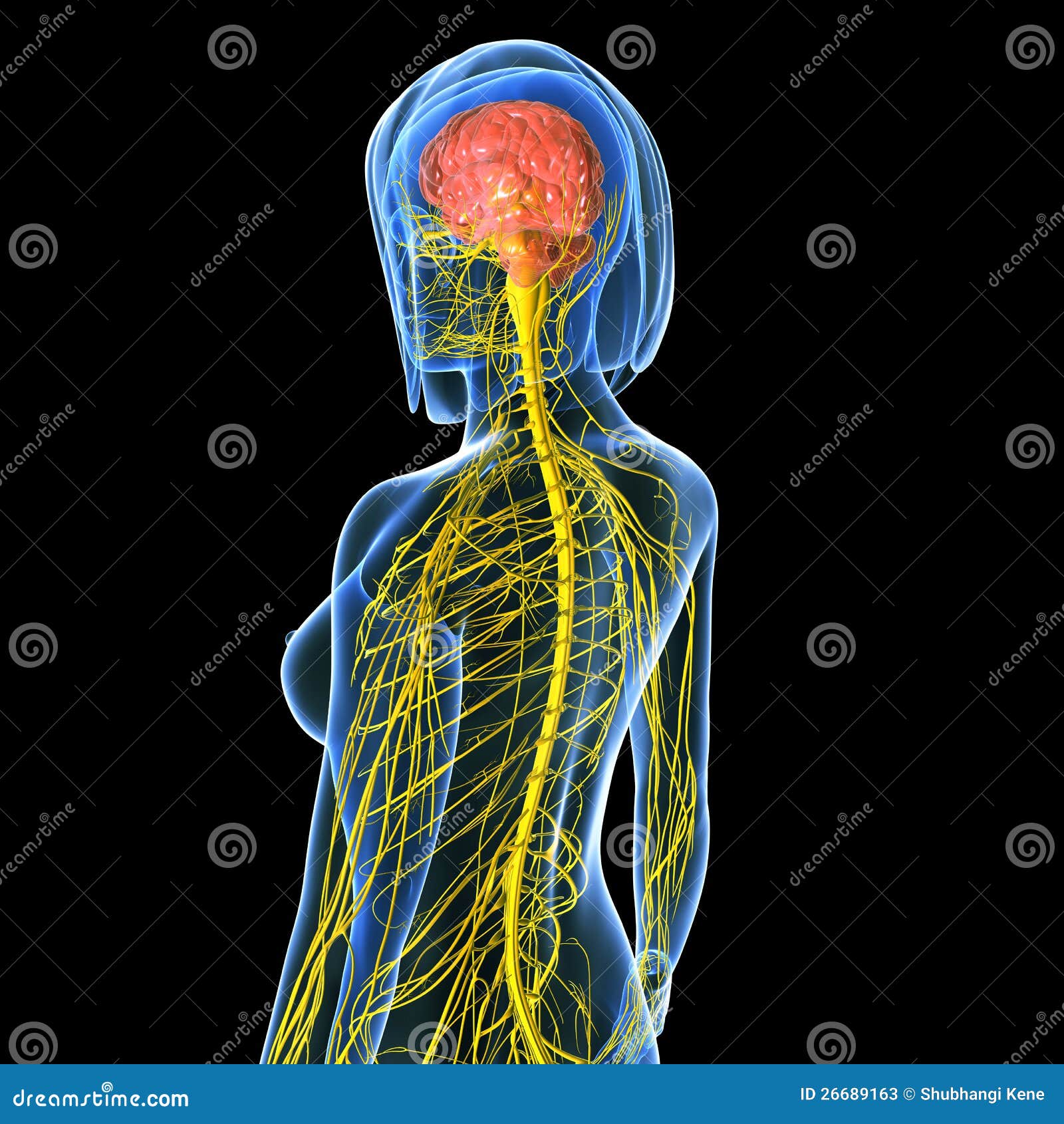 FeMale Brain Anatomy with Nervous System Stock Illustration ...