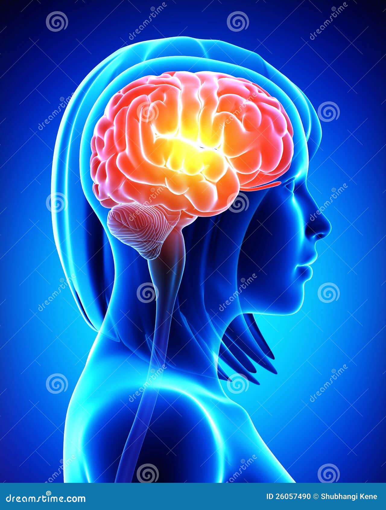 FeMale brain in blue x-ray stock illustration. Illustration of ...