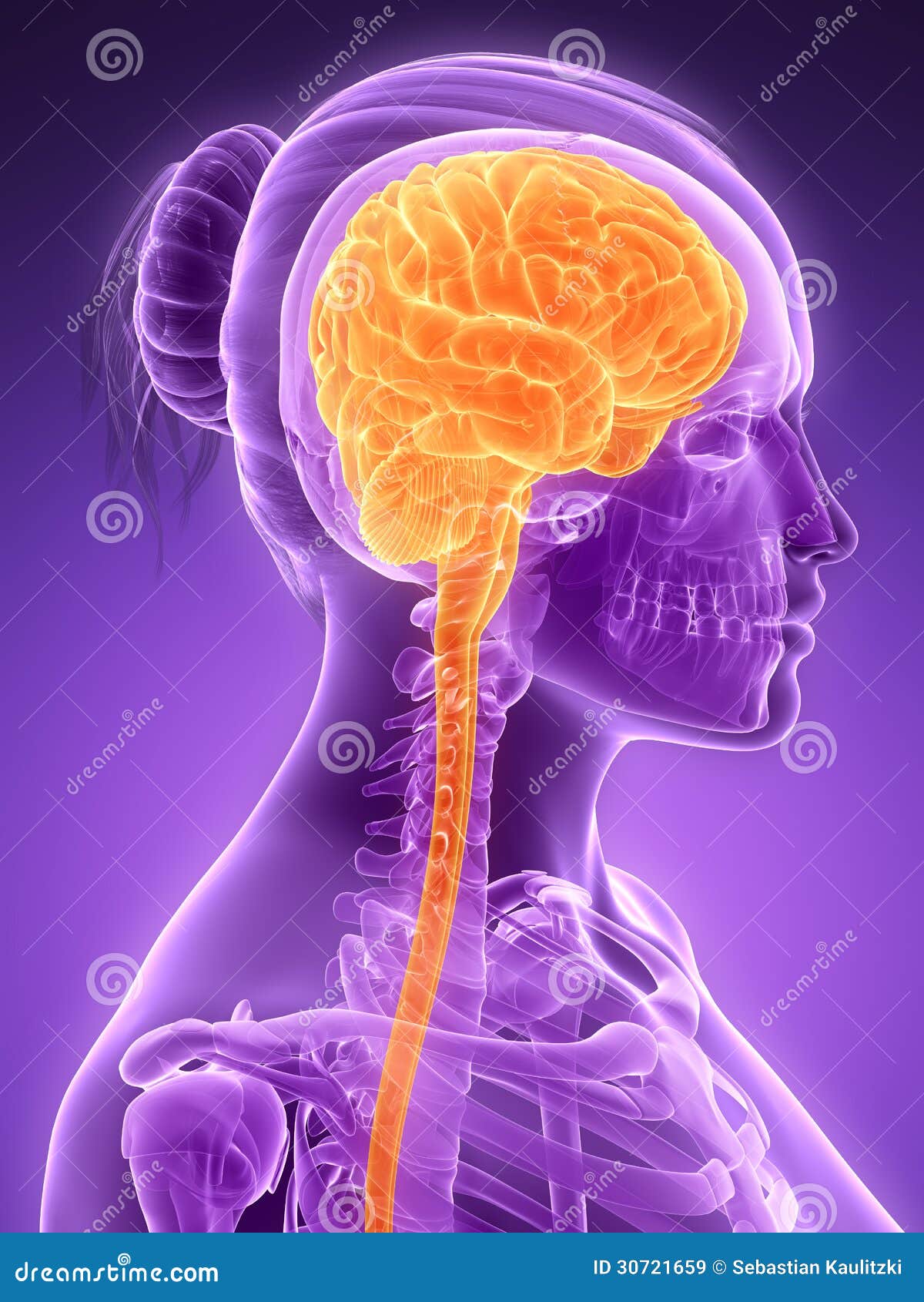 Female brain stock illustration. Illustration of human - 30721659