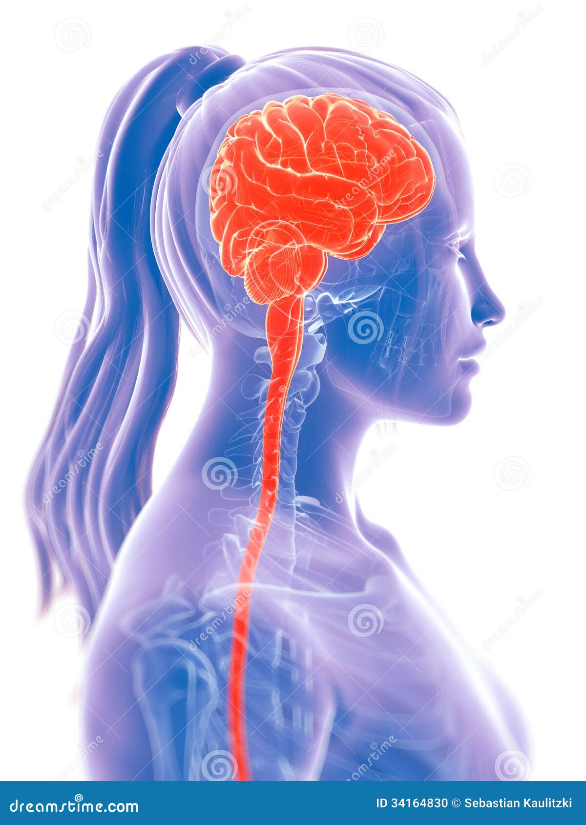 The female brain stock illustration. Illustration of female - 34164830