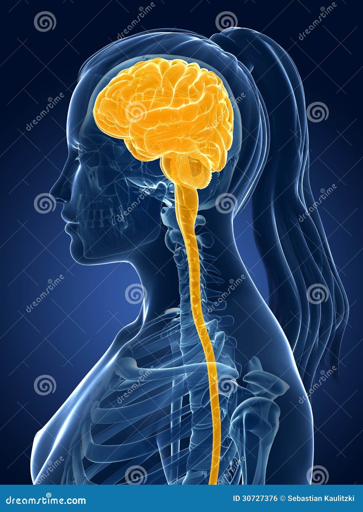 Female brain stock illustration. Illustration of crosssection - 30727376