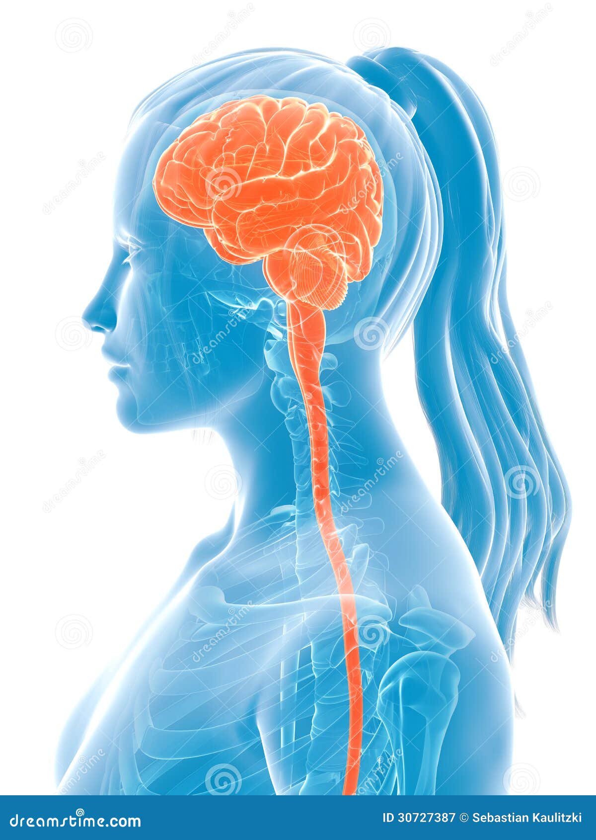 Female brain stock illustration. Illustration of crosssection - 30727387