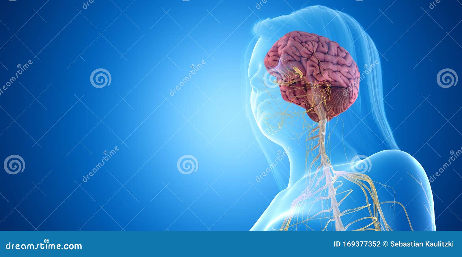 The female brain stock illustration. Illustration of woman - 169377352