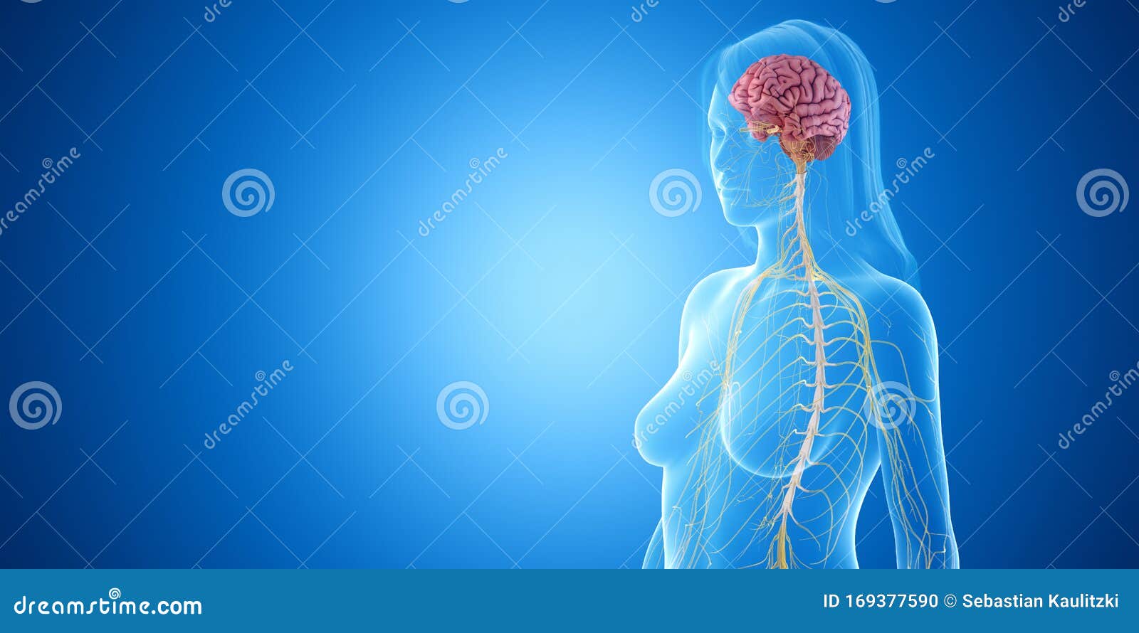 The female brain stock illustration. Illustration of brain - 169377590