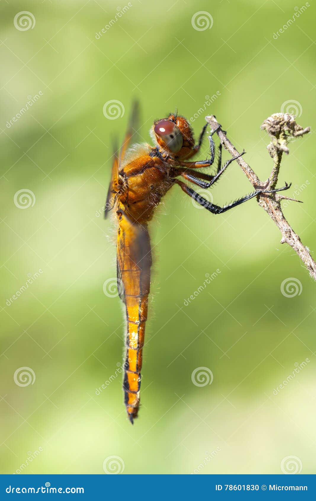 Female broad-bodied chaser stock photo. Image of sailing - 78601830