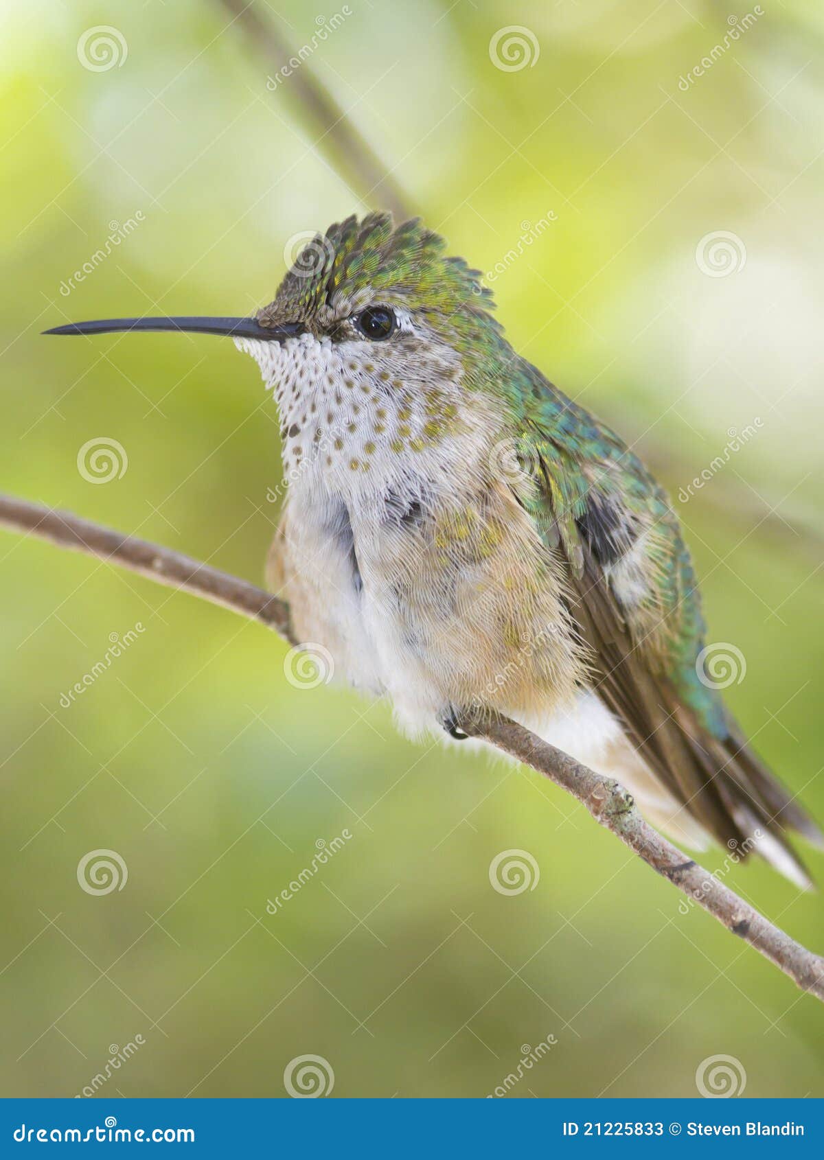 Female Pin-tailed Whydah & X28;Vidua Macroura& X29; Perched On A Branch ...