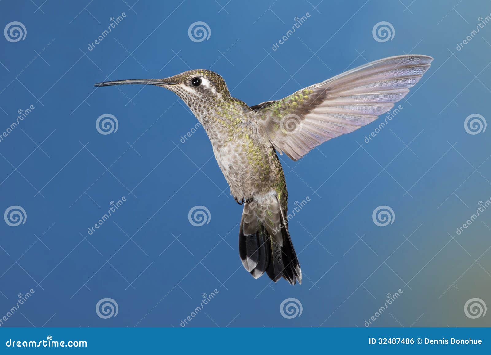 Female Broad Tailed Hummingbird Stock Photo - Image of madera, hover ...