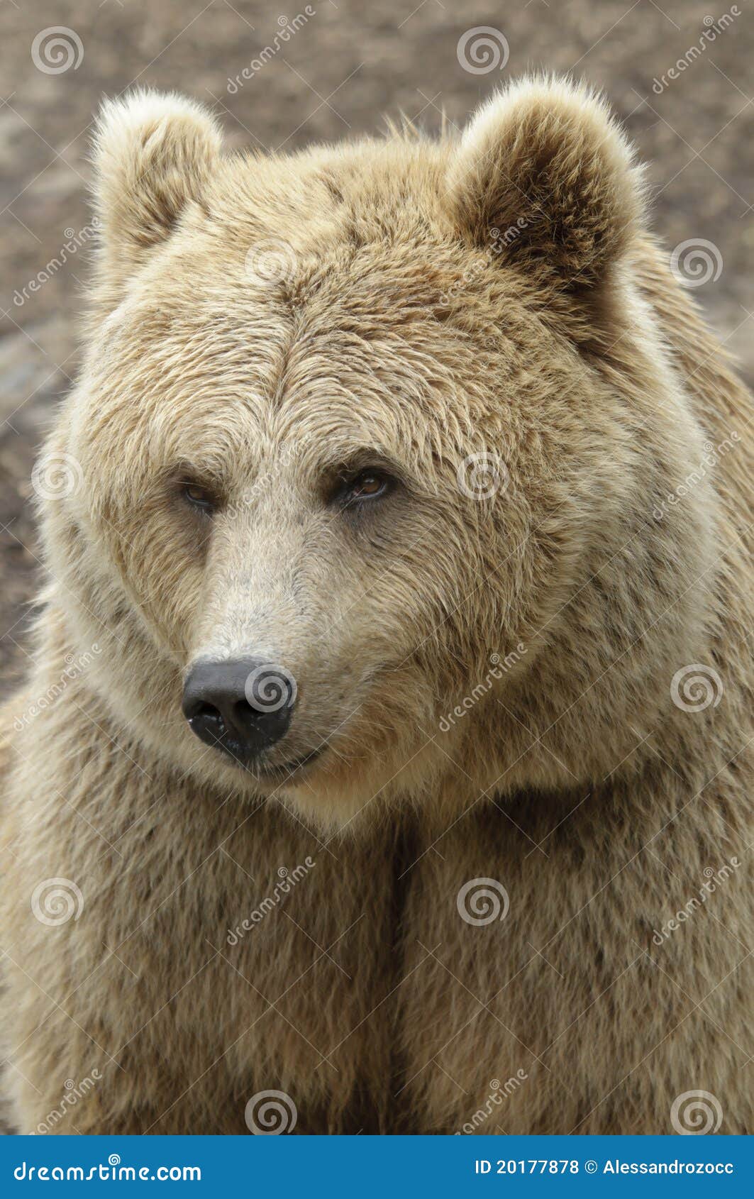 Female brown bear stock photo. Image of furry, bear, head - 20177878