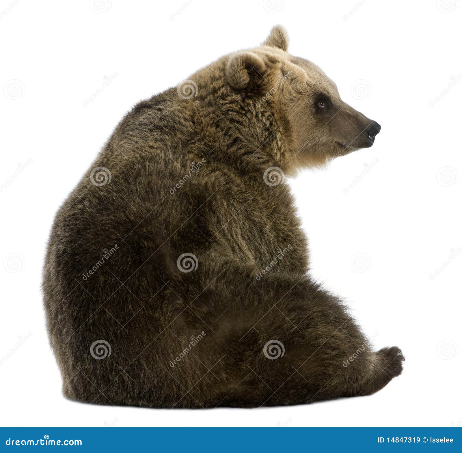Female Brown Bear, 8 Years Old, Sitting Stock Image - Image of studio ...