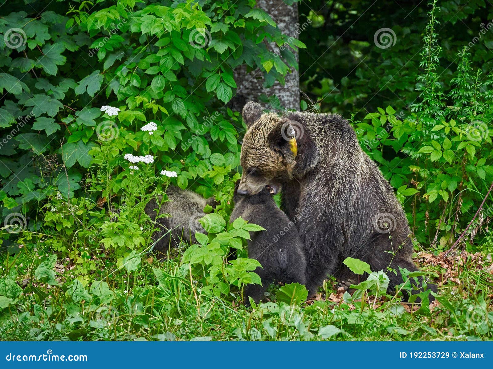 Female brown bear and cubs stock image. Image of cute - 192253729