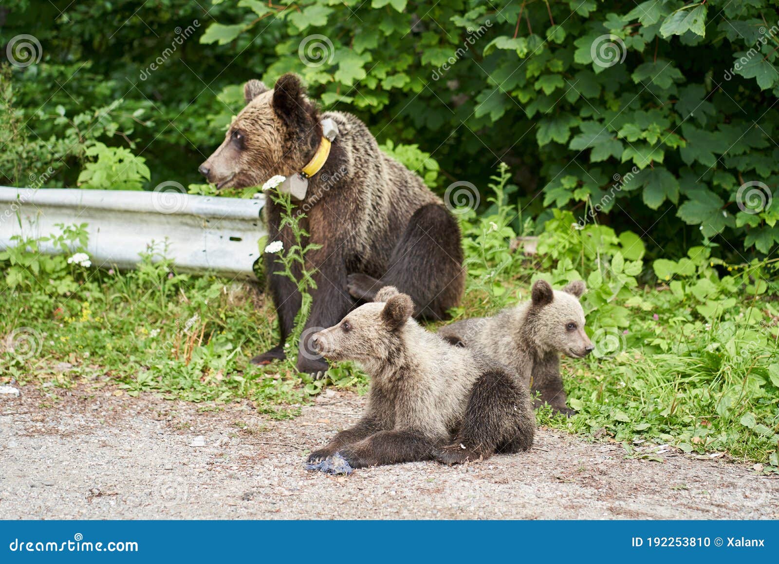 Female brown bear and cubs stock photo. Image of grass - 192253810
