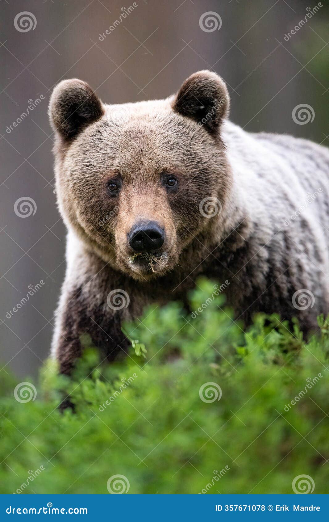Female Brown Bear Portrait in the Forest Stock Photo - Image of grizzly ...