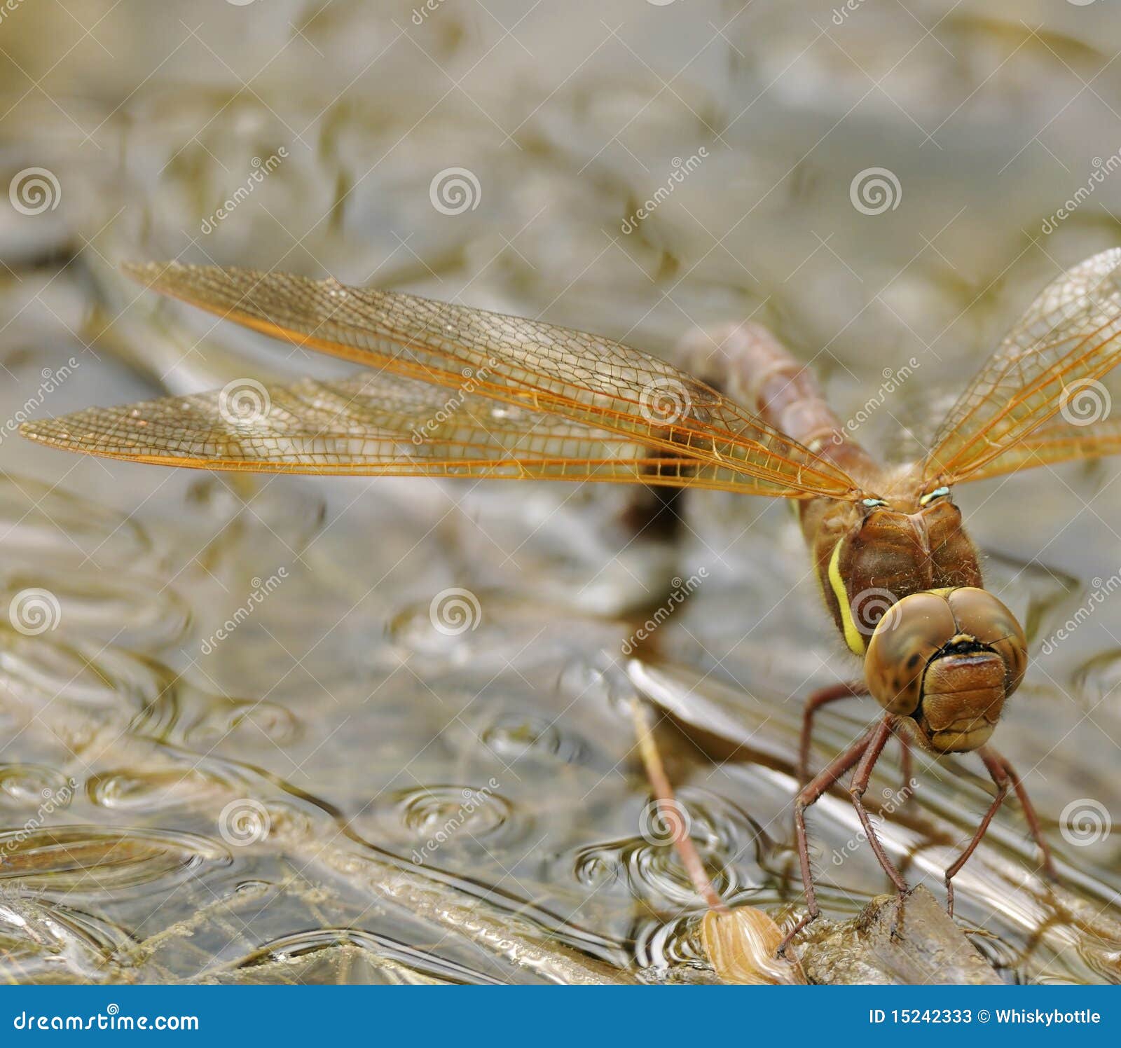 Brown Hawker Dragonfly On Woodland Vegetation Stock Image ...
