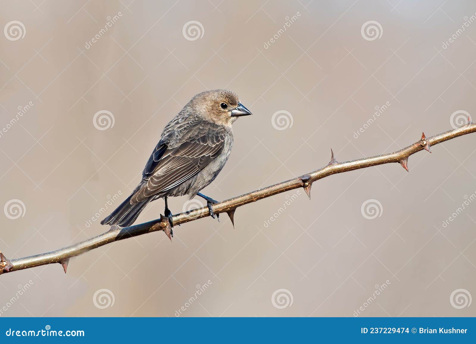 Female Brown-headed Cowbird on Branch Stock Photo - Image of cowbird ...