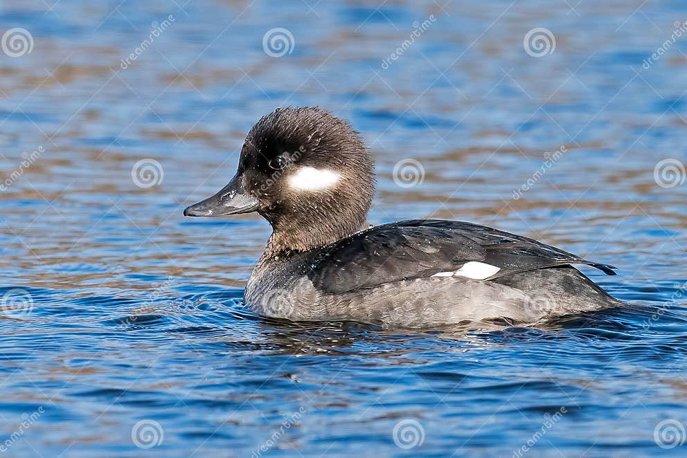 Female Bufflehead stock image. Image of chick, shorebird - 47924641
