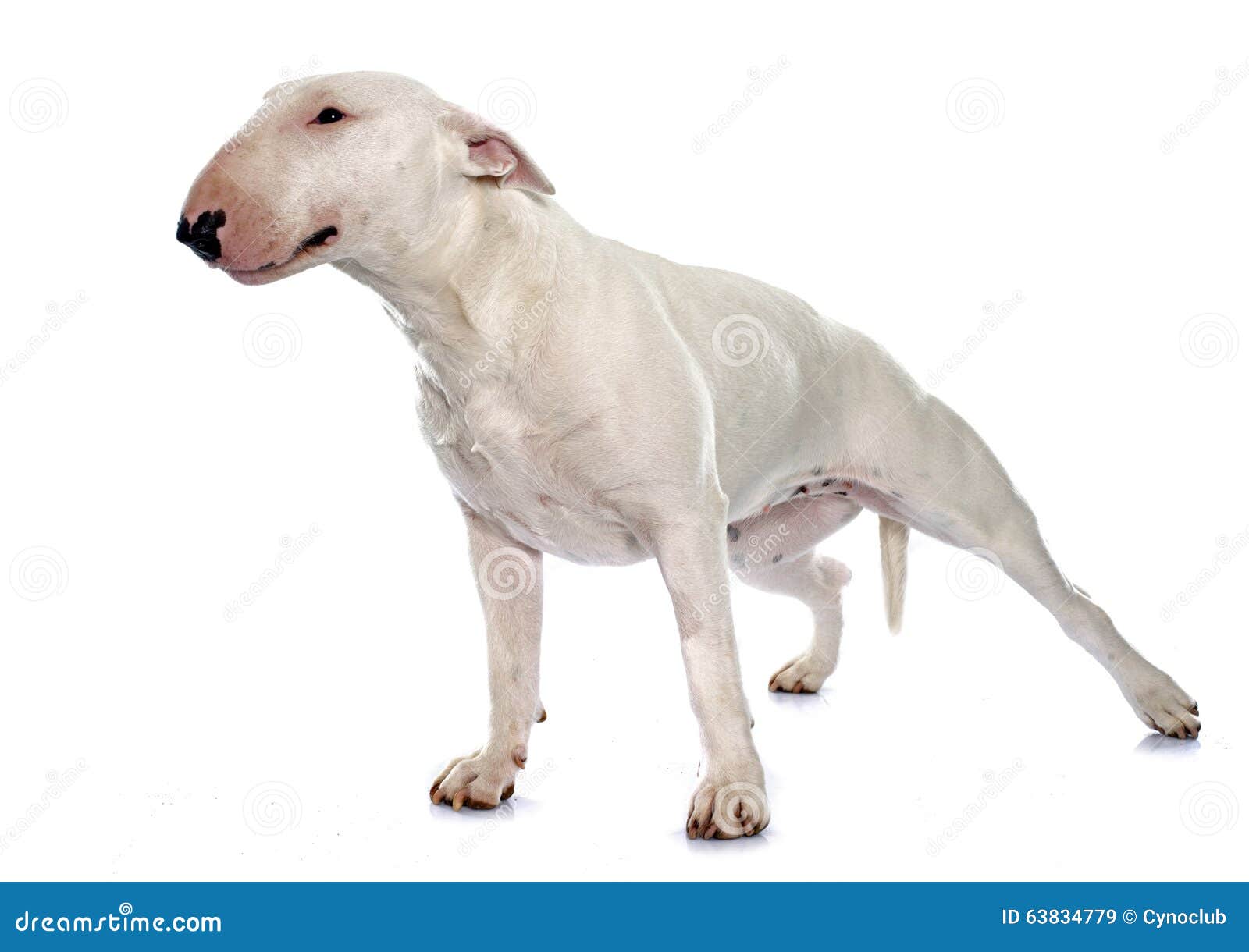 Bull Terrier Female