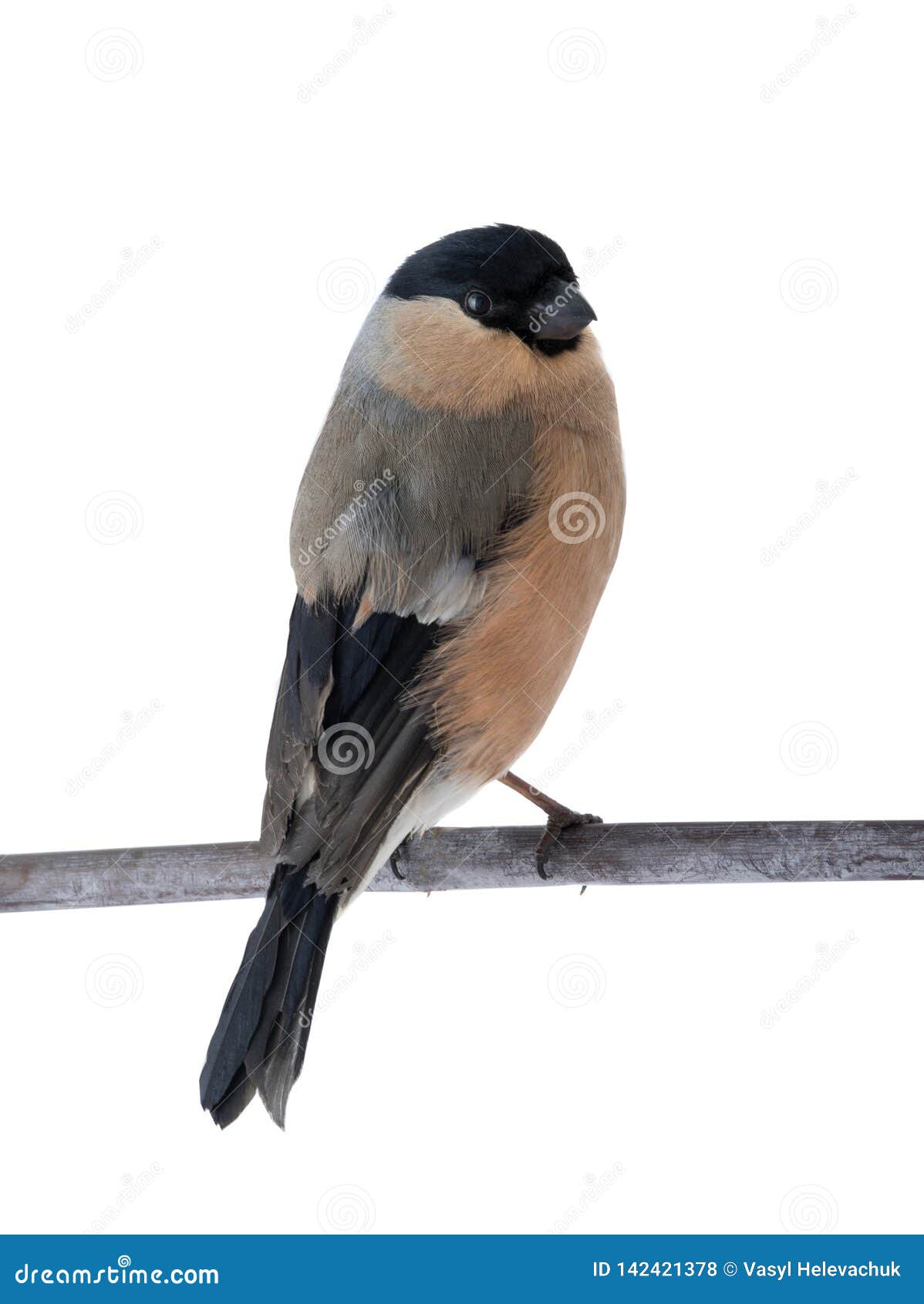 Female Bullfinch on a White Stock Photo - Image of tree, branch: 142421378