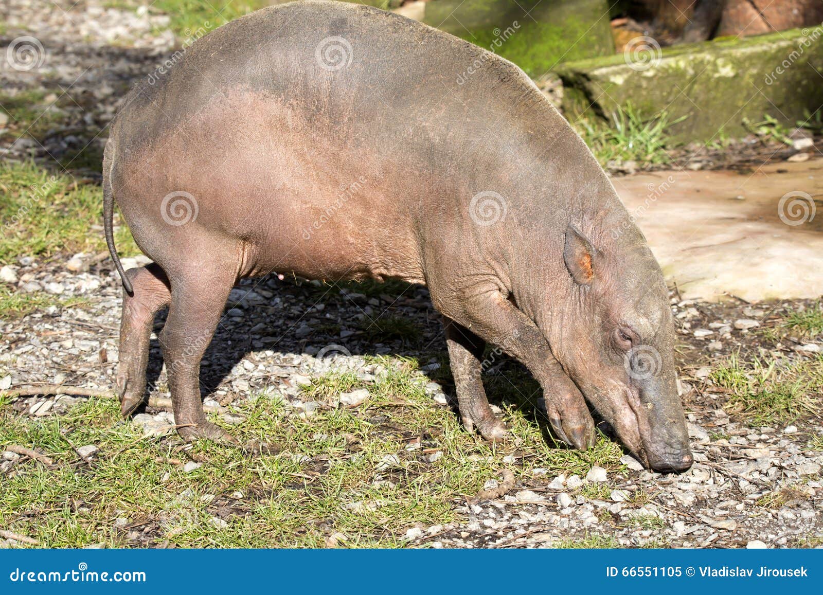 Female Buru Babirusa , Babyrousa Babyrussa Stock Image - Image of ...