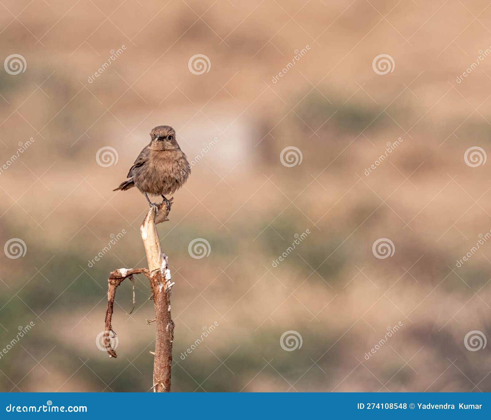 A Female Bush Chat Looking into Camera Stock Photo - Image of alert ...