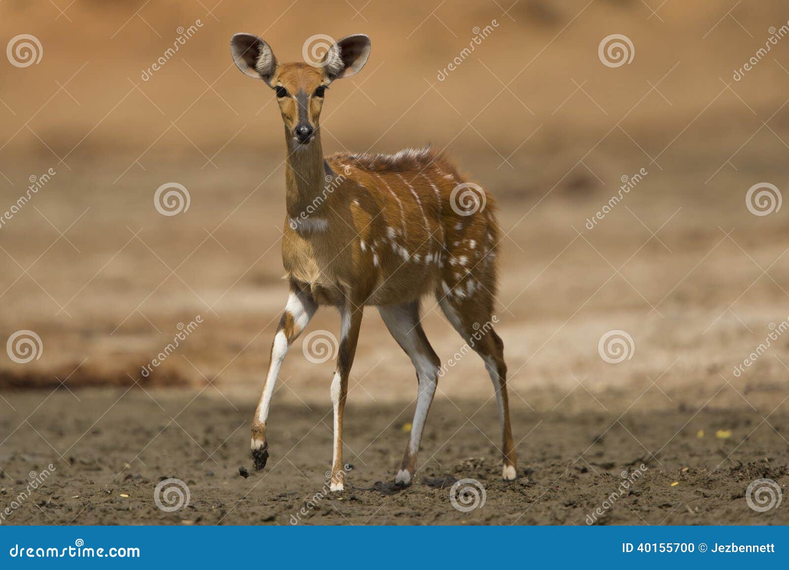 Female Bushbuck Looking at Camera Stock Photo - Image of front ...