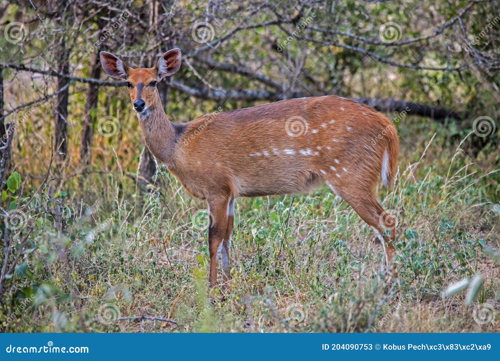 Female Bushbuck Antelope Standing In A Small Glade Among The Bus Stock ...