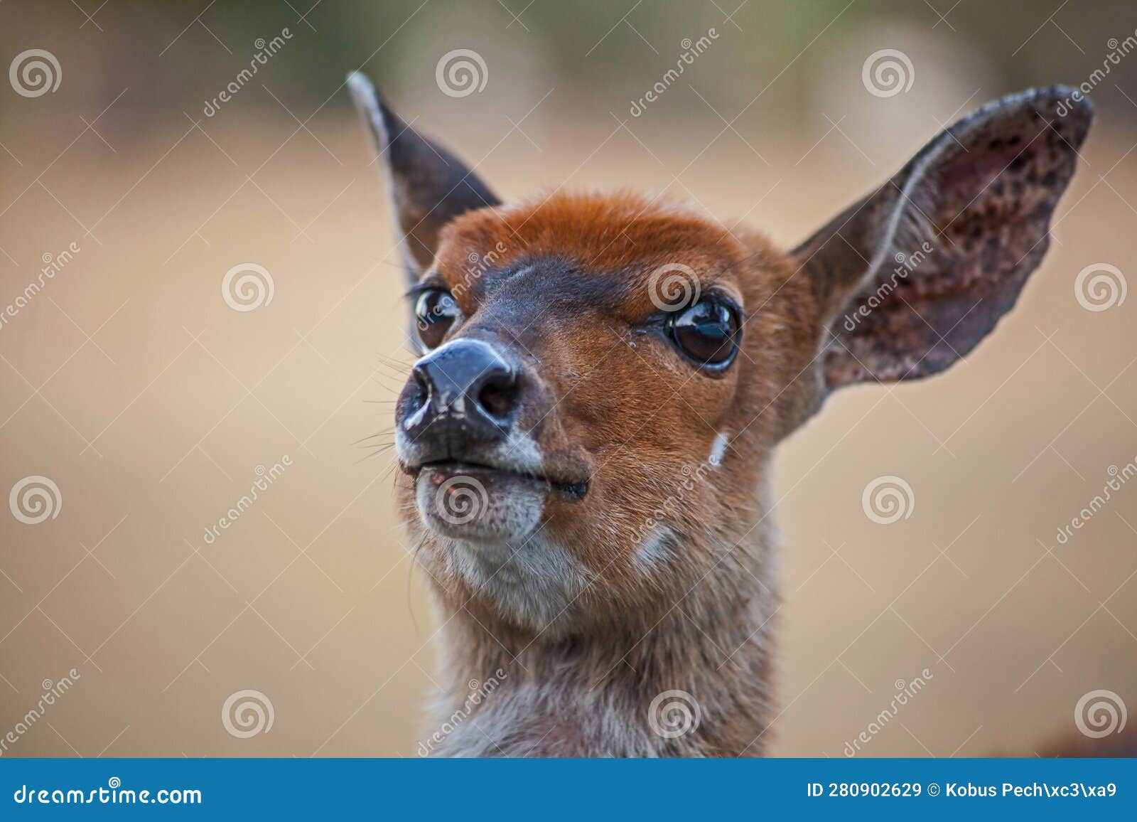 Female Bushbuck (Tragelaphus Scriptus) 15524 Stock Image - Image of ...