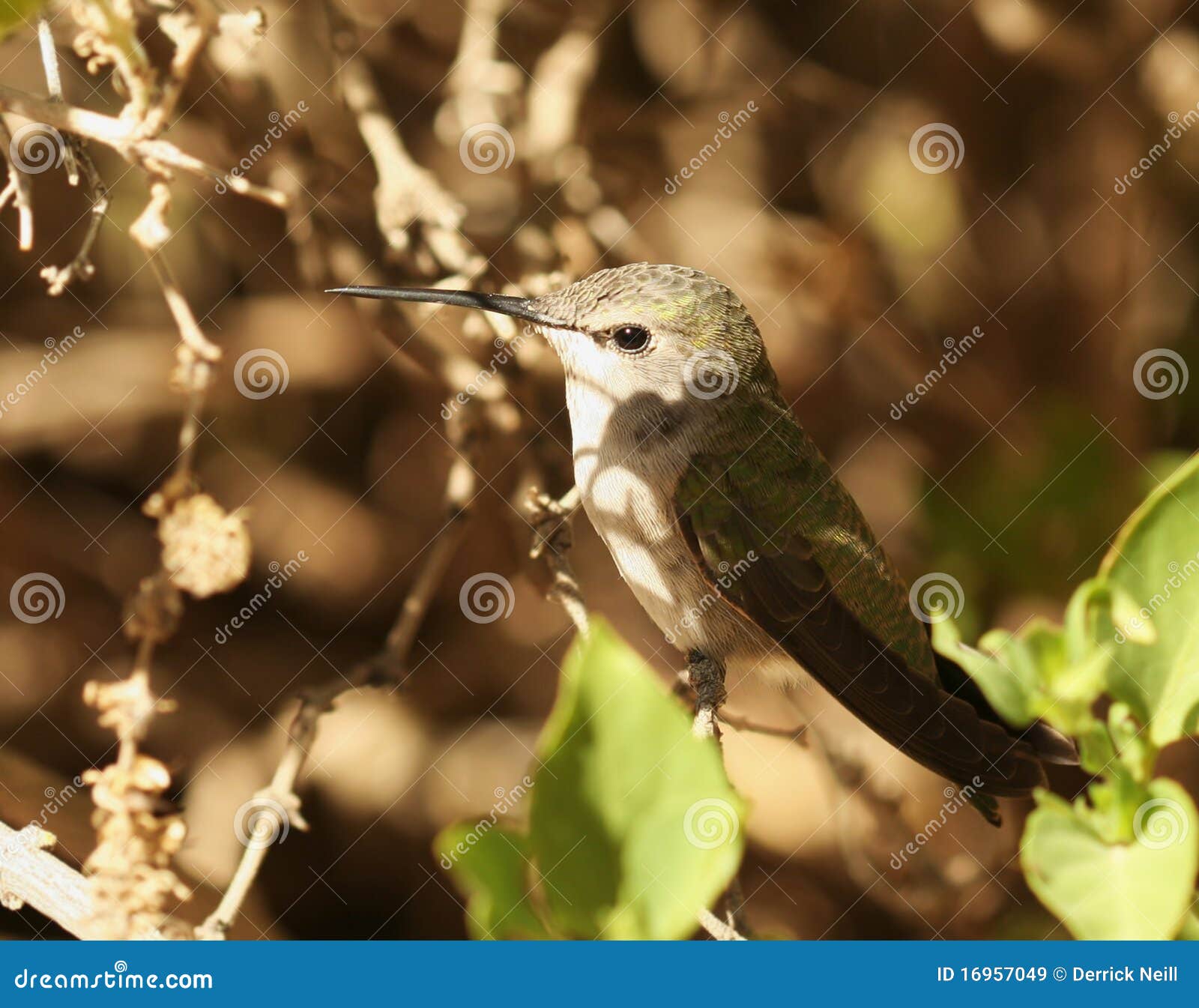 A Female Calliope Hummingbird Stock Image - Image of twigs, leaves ...