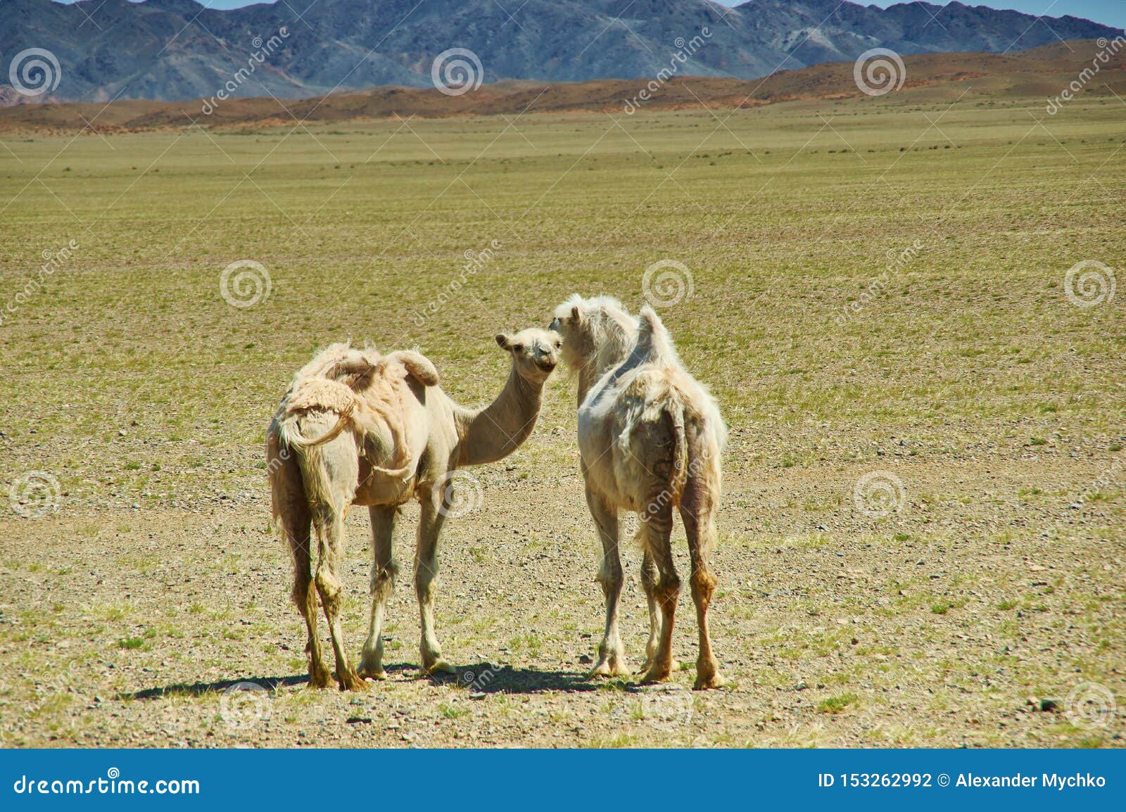 Female Camel Spider (solifuge) Ready To Lay Eggs Stock Photography ...