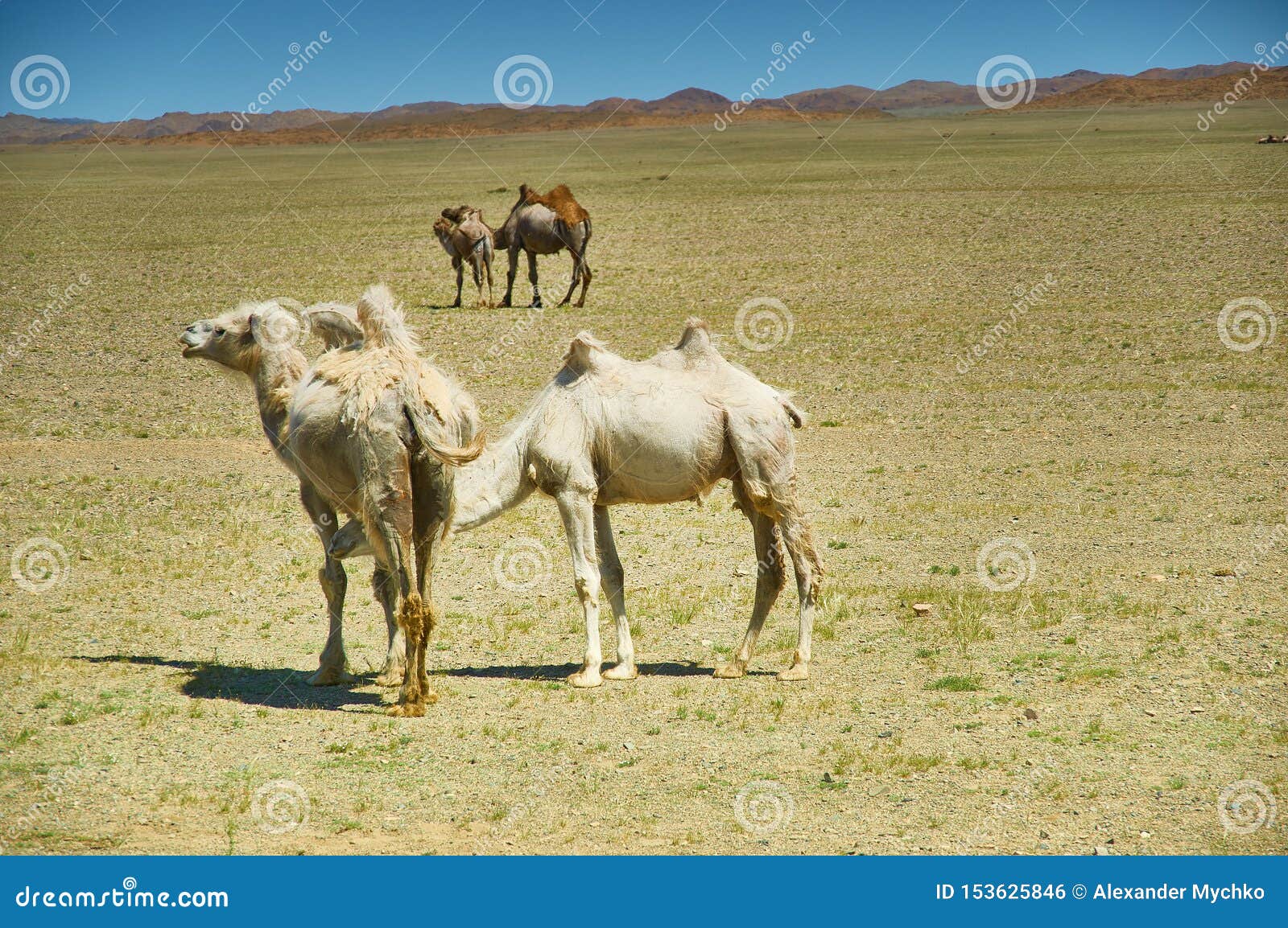 Female Camel Spider (solifuge) Ready To Lay Eggs Stock Photography ...