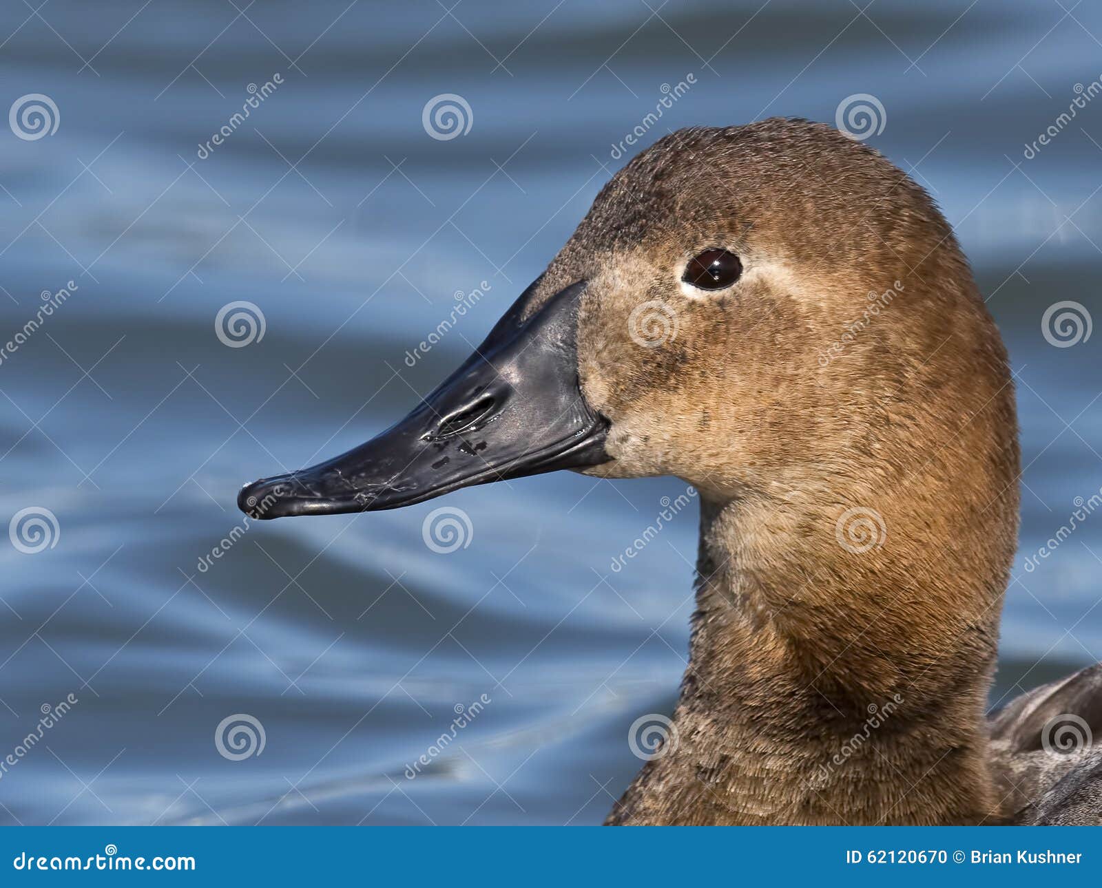Female Canvasback stock photo. Image of close, nature - 62120670