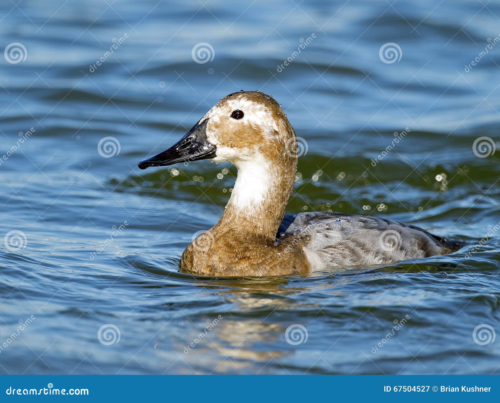 A Female Canvasback Duck, Aythya Valisineria, Swimming On A Pond At ...