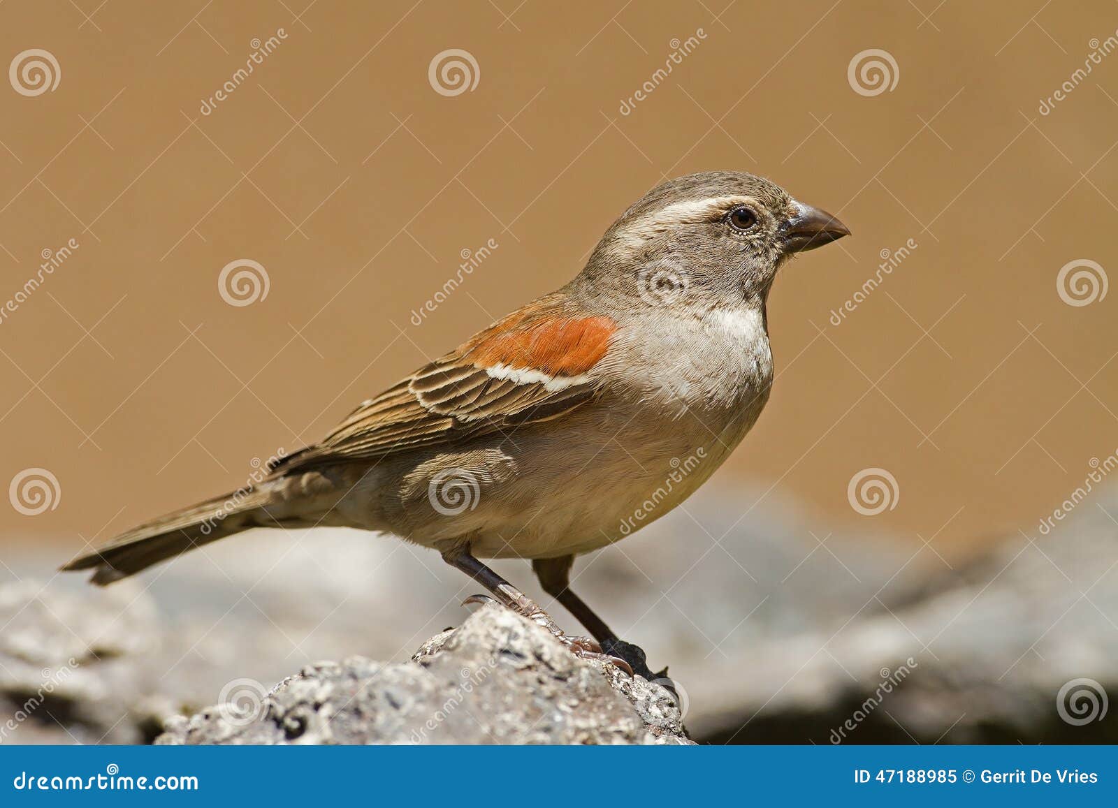 Female Cape Sparrow stock image. Image of wild, close - 47188985
