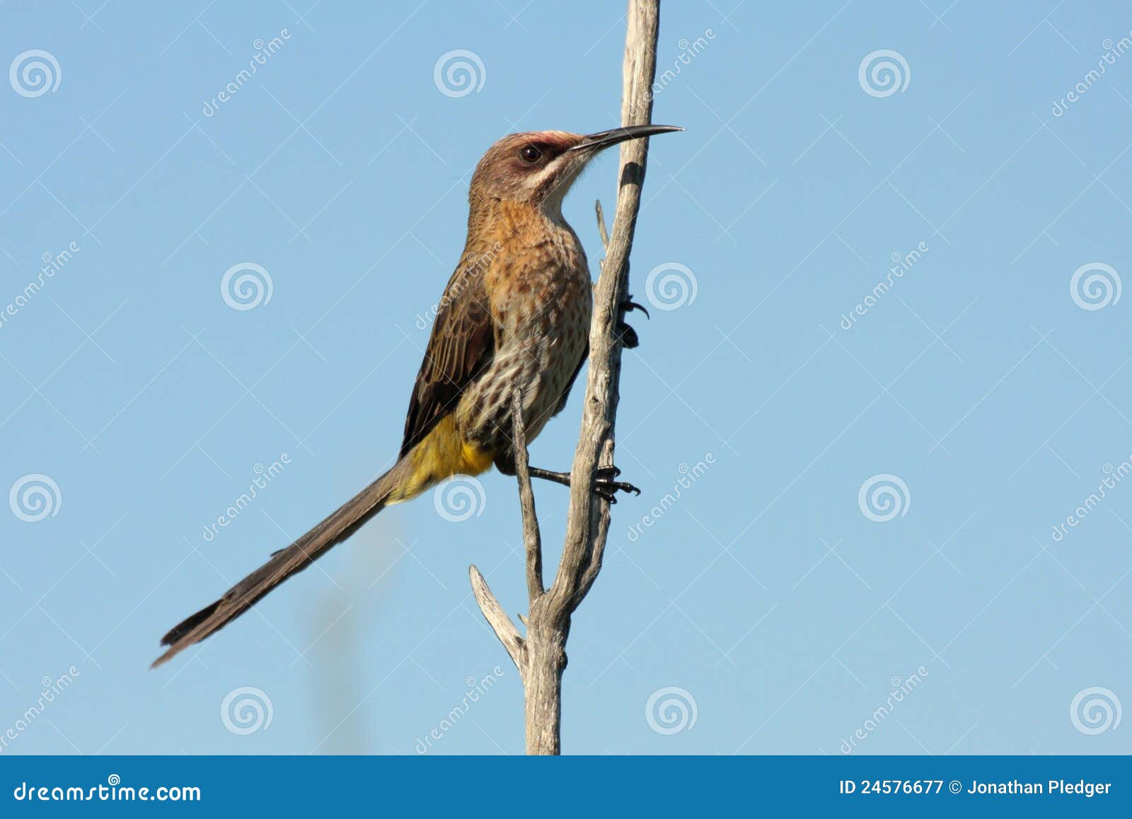Female Cape Sugarbird Poses Stock Image - Image of cafer, color: 24576677