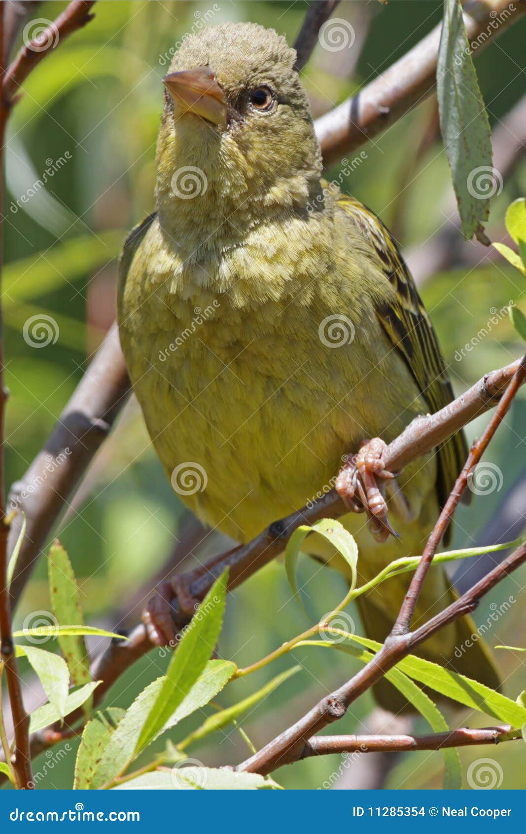 Female Cape Weaver stock photo. Image of weaver, water - 11285354