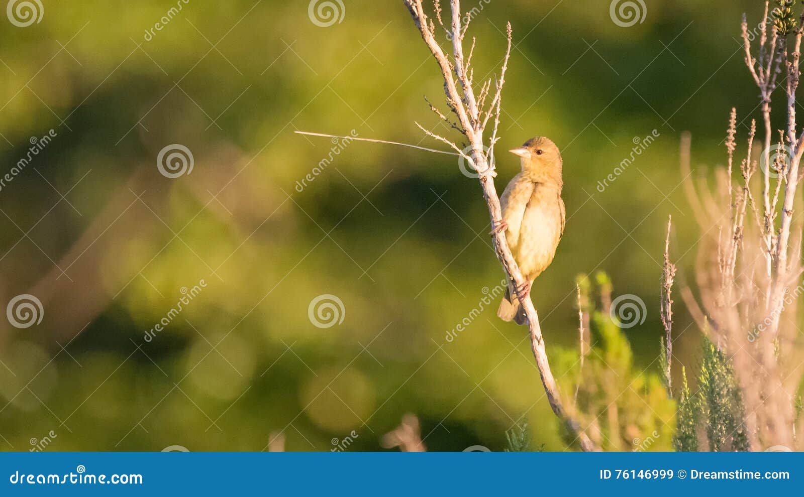 Female Cape Weaver stock image. Image of yellow, town - 76146999