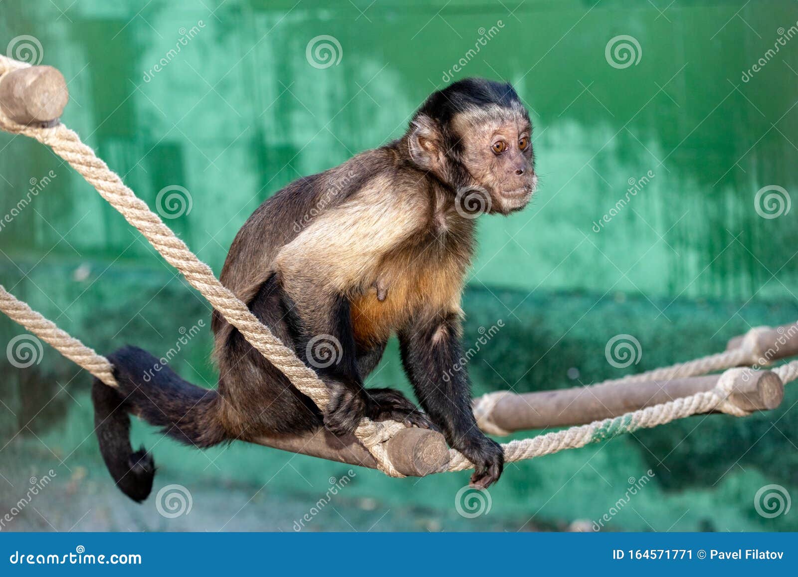 Female Capuchin in a Cage on a Rope Stock Image - Image of distance ...
