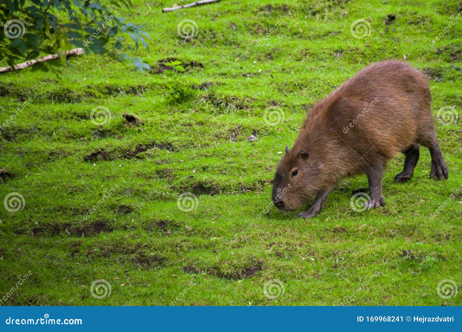 Female Capybara With Baby Grooming Royalty-Free Stock Photography ...