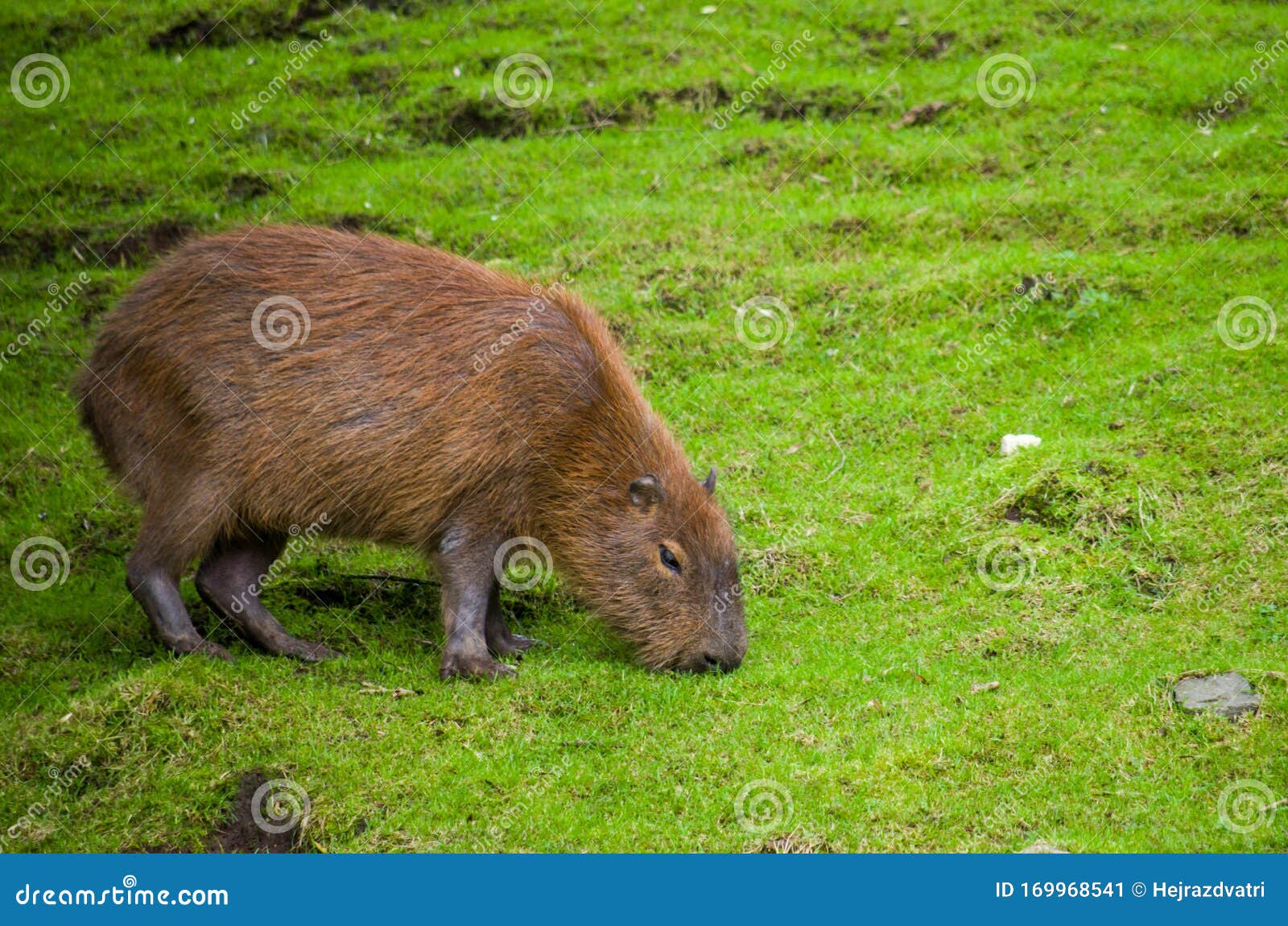 Female Capybara With Baby Grooming Royalty-Free Stock Photography ...