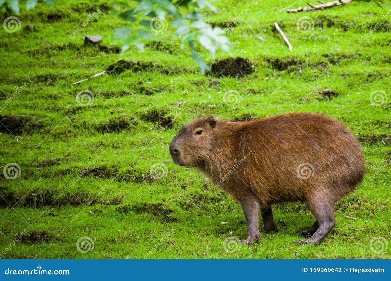 Female Capybara With Baby Grooming Royalty-Free Stock Photography ...