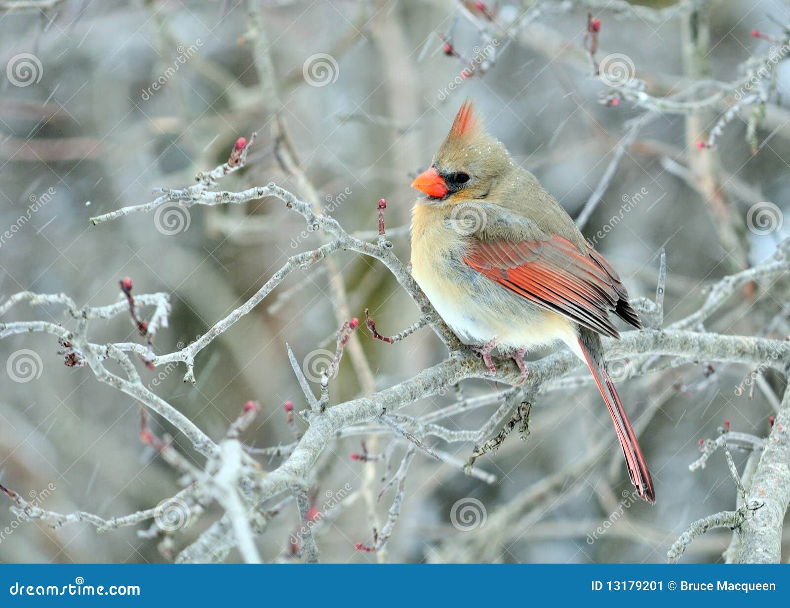 Female Cardinal stock image. Image of female, cardinal - 13179201