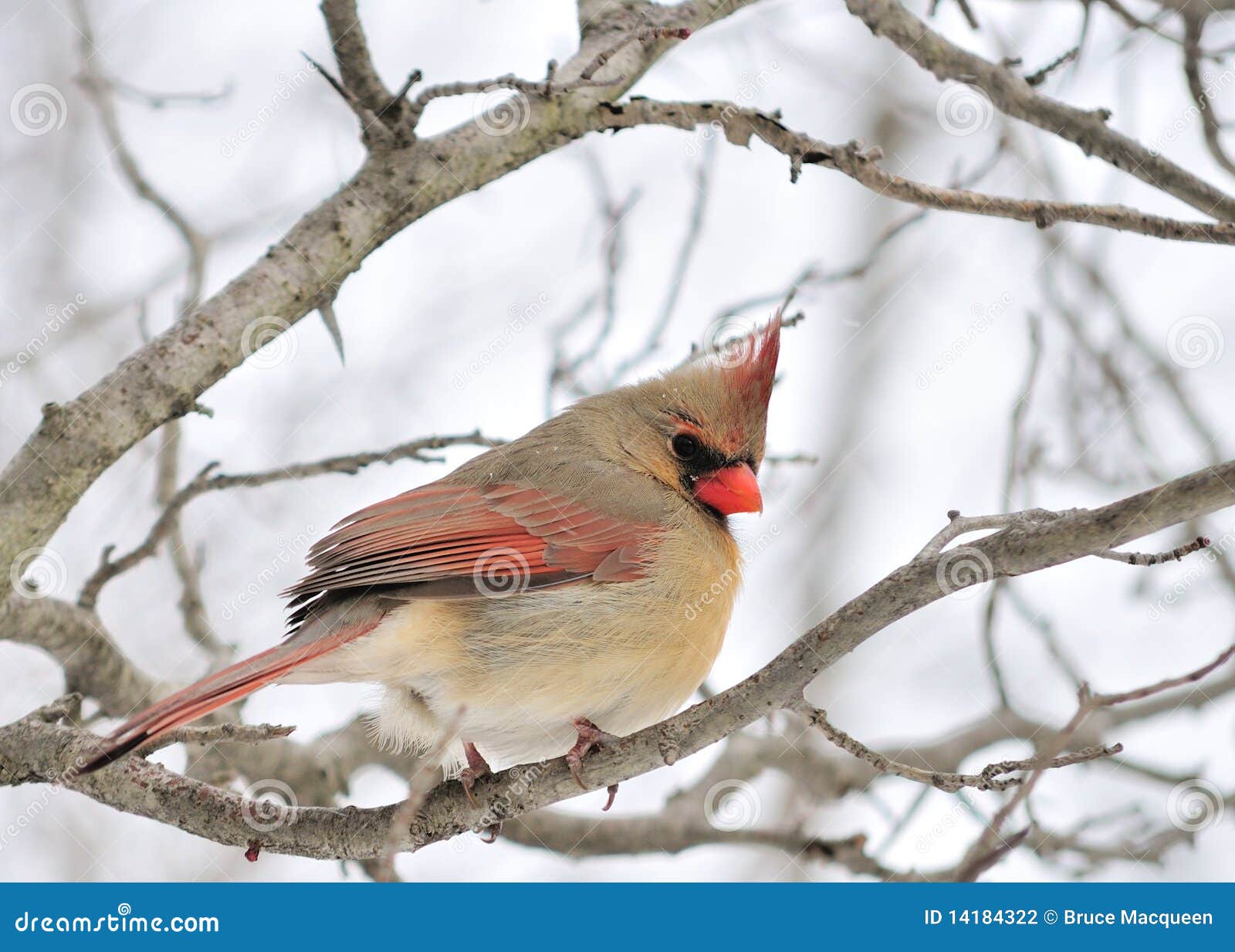 Female Cardinal stock photo. Image of outdoors, emberizidae - 14184322