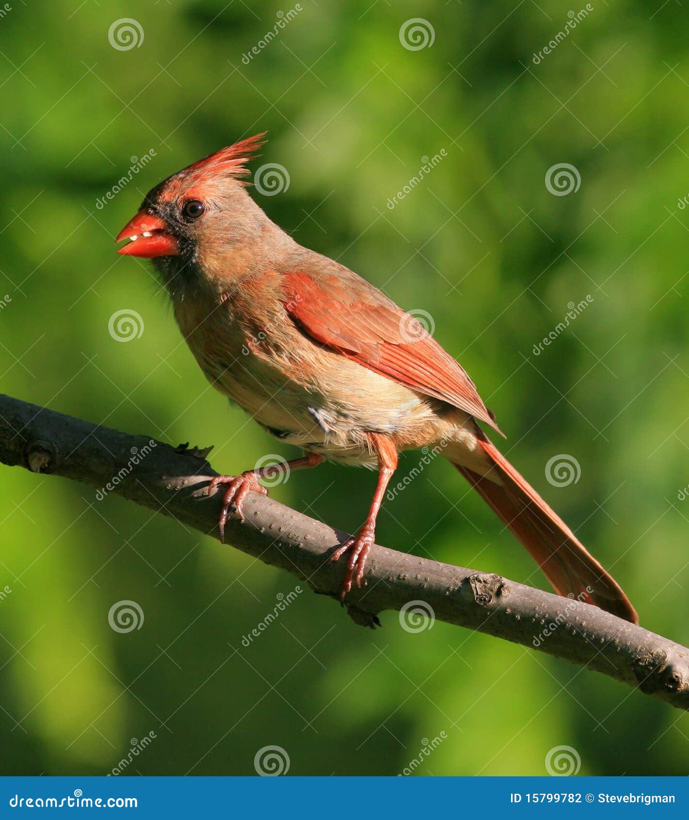 Female cardinal stock photo. Image of perch, plumage - 15799782