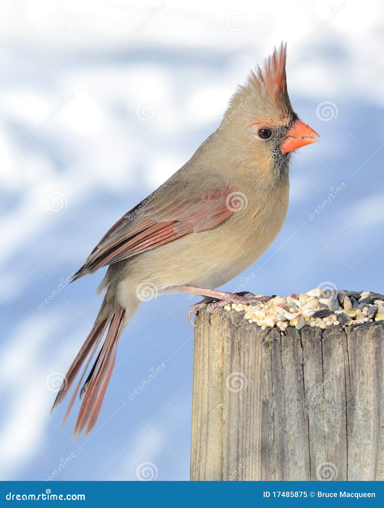 Female Cardinal stock image. Image of feather, emberizidae - 17485875