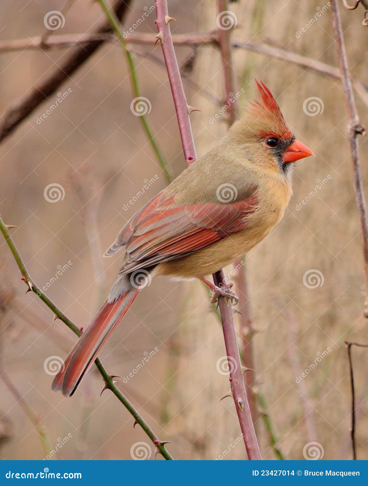 Female Cardinal stock photo. Image of avian, feather - 23427014