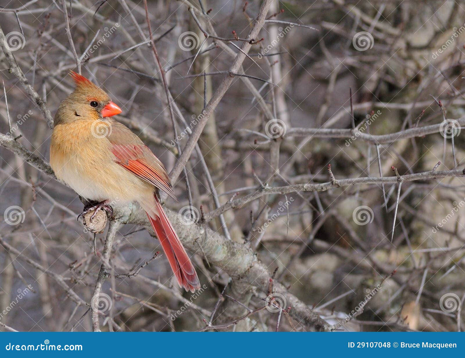 Female Cardinal stock photo. Image of female, winter - 29107048