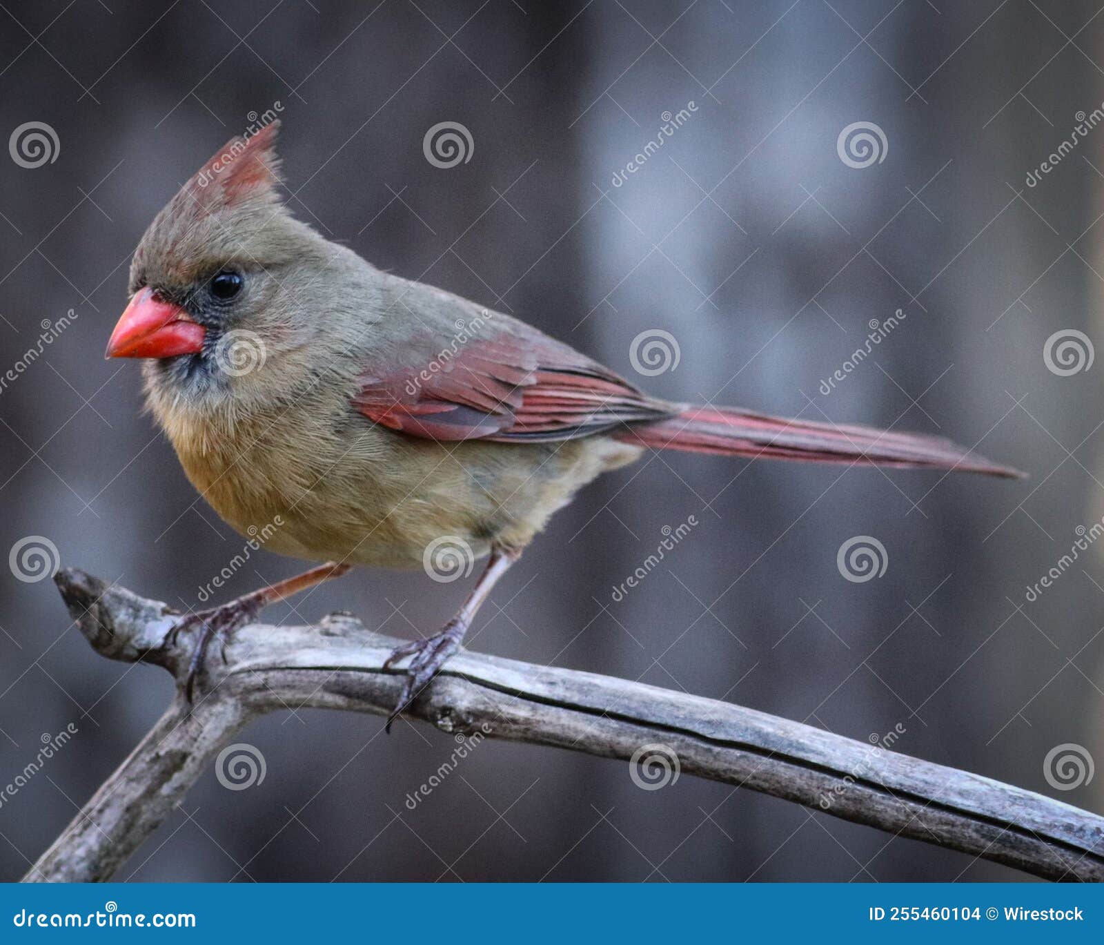 Female Cardinal Bird on a Branch of a Tree Stock Photo - Image of ...